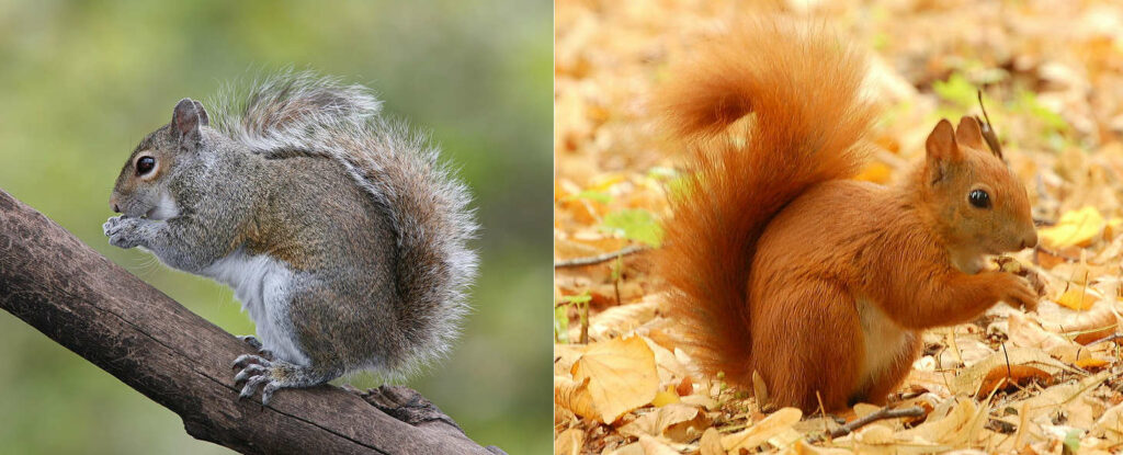 Biodiversité : la martre au secours de l'écureuil roux - Les Pâturages ...