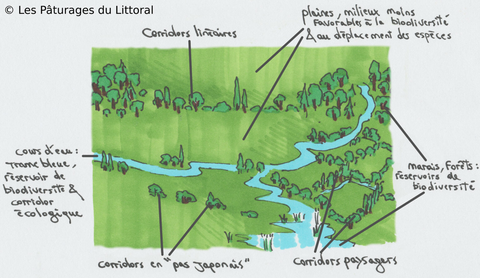 Trame verte et bleue, source de biodiversité - Les Pâturages du Littoral